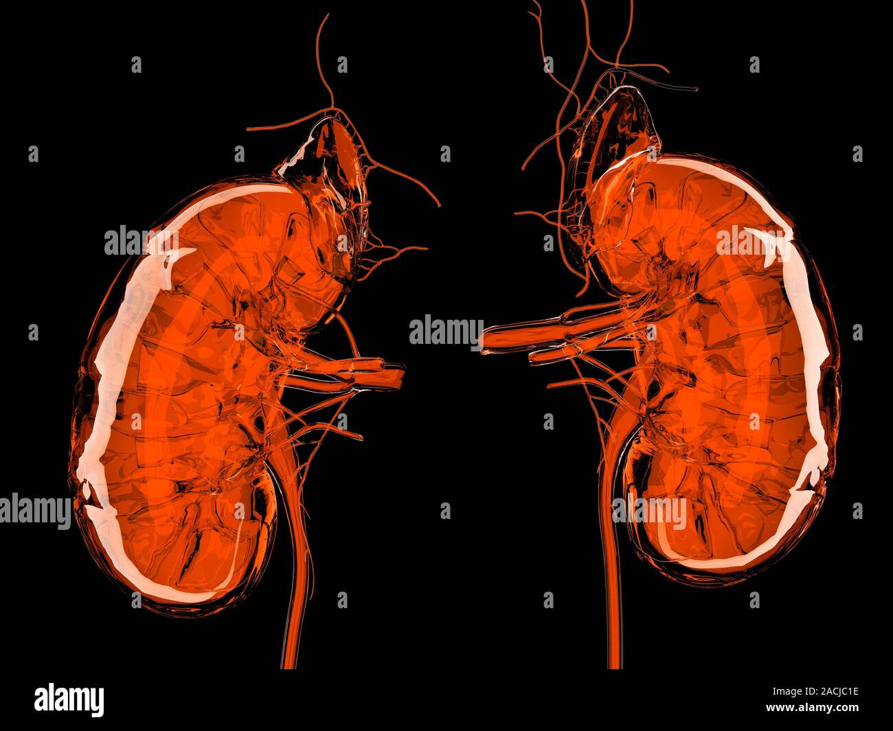 Artwork of the kidneys, the organs involved in excretion of waste from ...