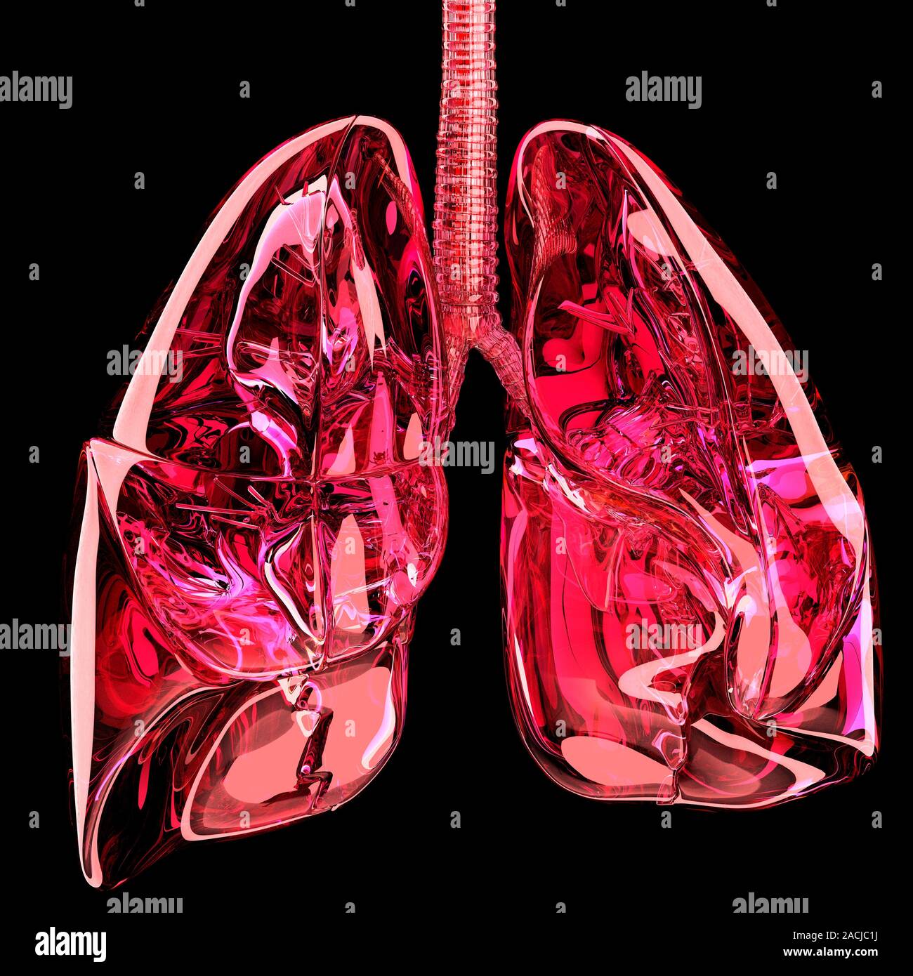 Artwork of the lungs showing the trachea (windpipe, at top) dividing ...