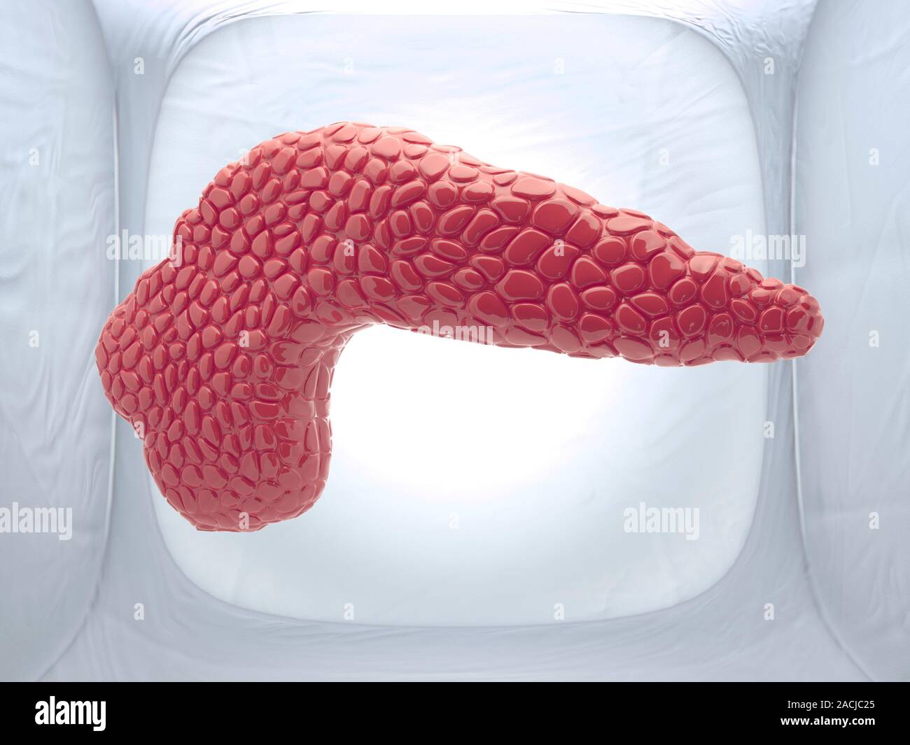 Artwork of the pancreas, the organ that secretes digestive juices and ...