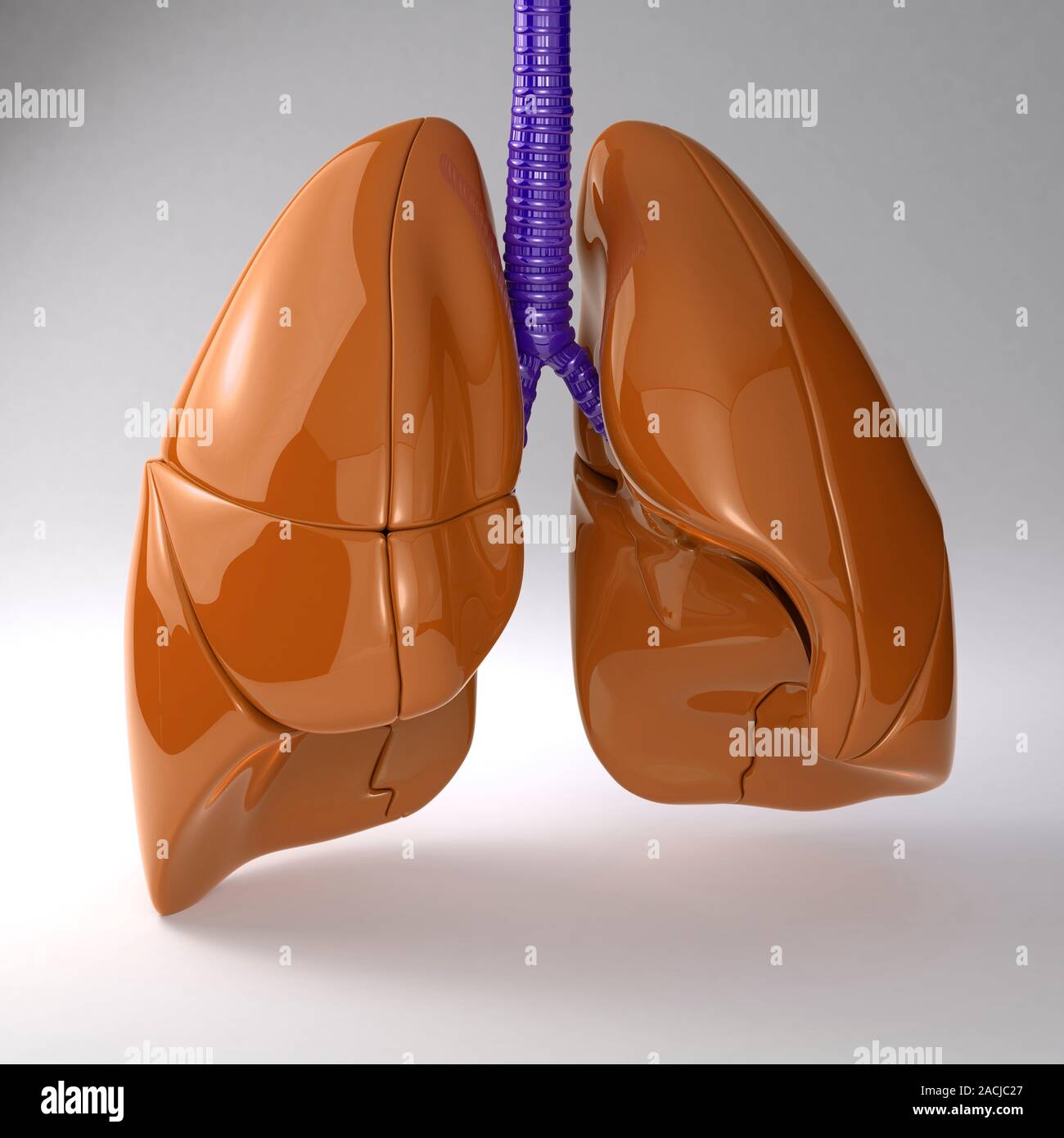 Artwork of the human respiratory system showing the trachea (windpipe ...