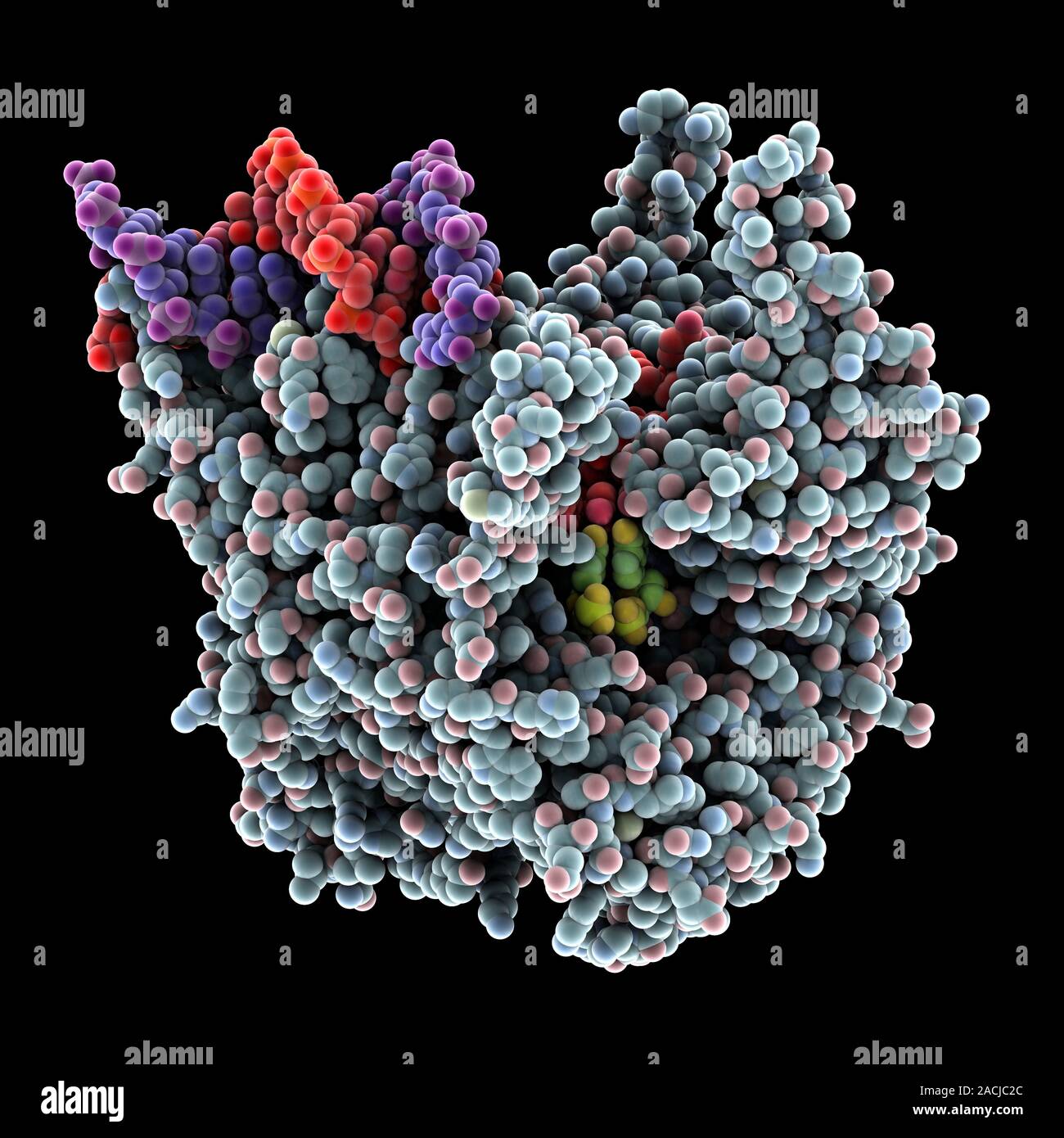 Artwork of a molecule of RNA polymerase (grey/blue) transcribing RNA ...