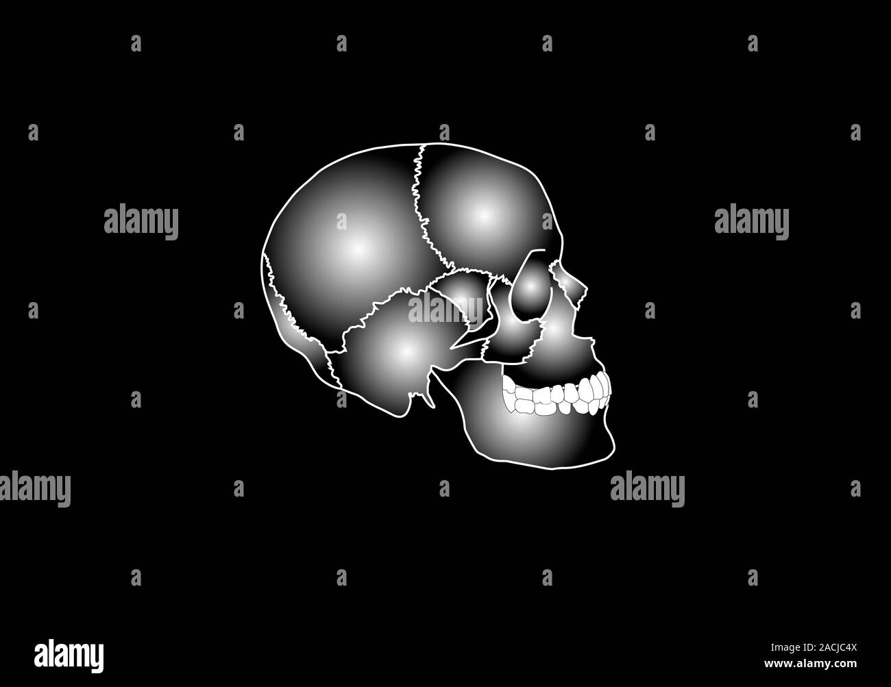 Human skull anatomy. Artwork showing the structure and anatomy of a ...