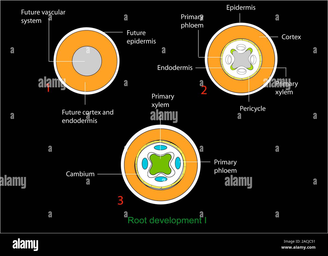 Plant root development. Diagram showing the first three stages in the ...