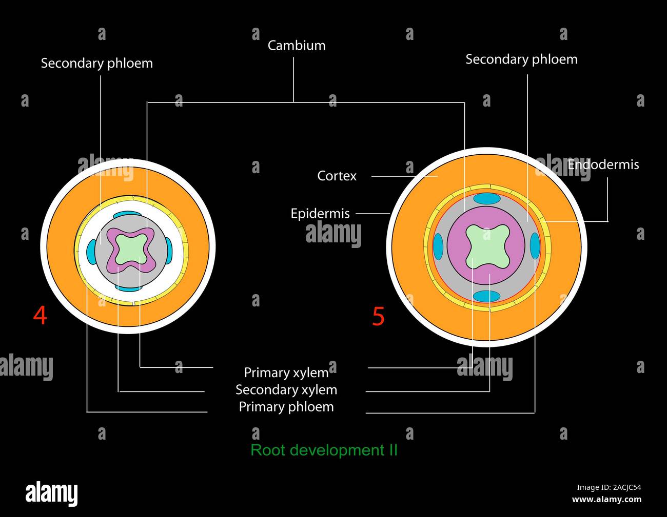 Plant root development. Diagram showing the the fourth (left) and fifth ...