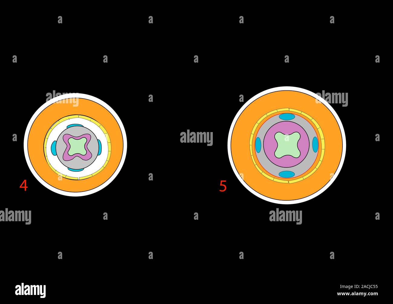 Plant root development. Artwork showing the the fourth (left) and fifth ...