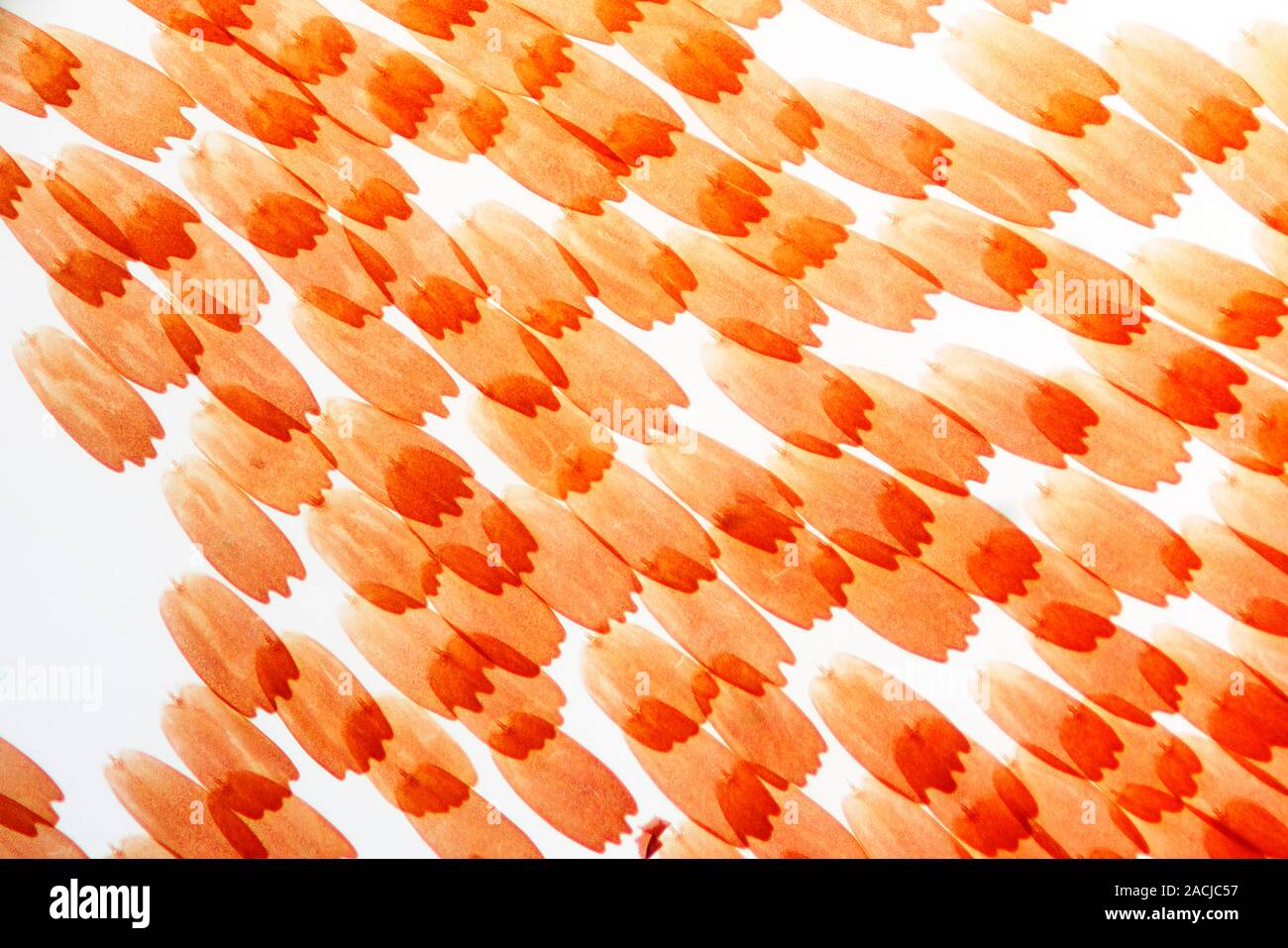 Butterfly scales. Light micrograph of wing scales from the peacock ...