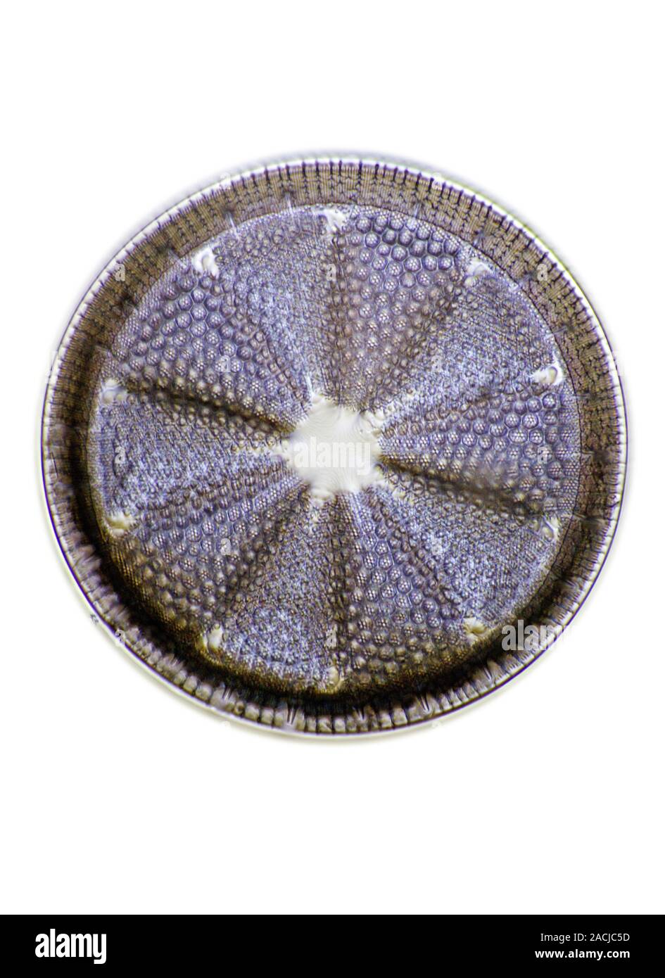 Fossil diatom, light micrograph. Diatoms are a group of photosynthetic ...