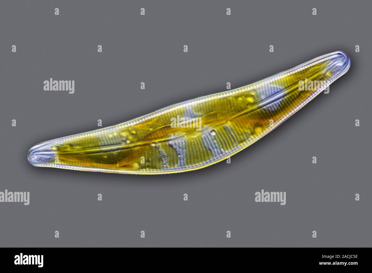 Diatom, light micrograph. Diatoms are a group of photosynthetic, single-celled algae containing ...
