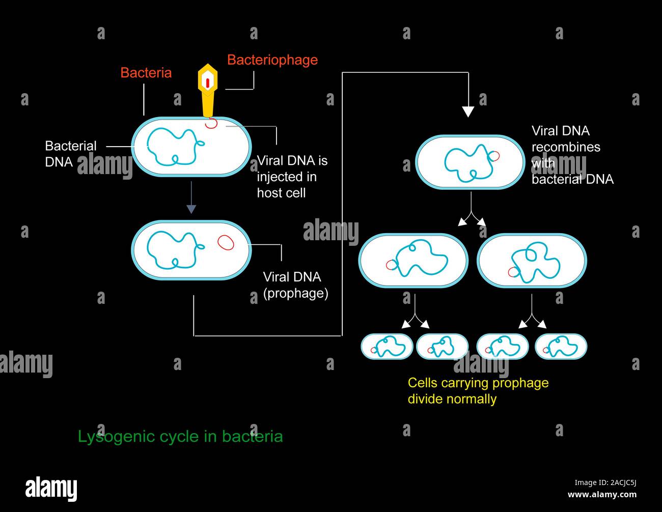 Lysogenic viral cycle. Diagram showing the lysogenic cycle for viral ...