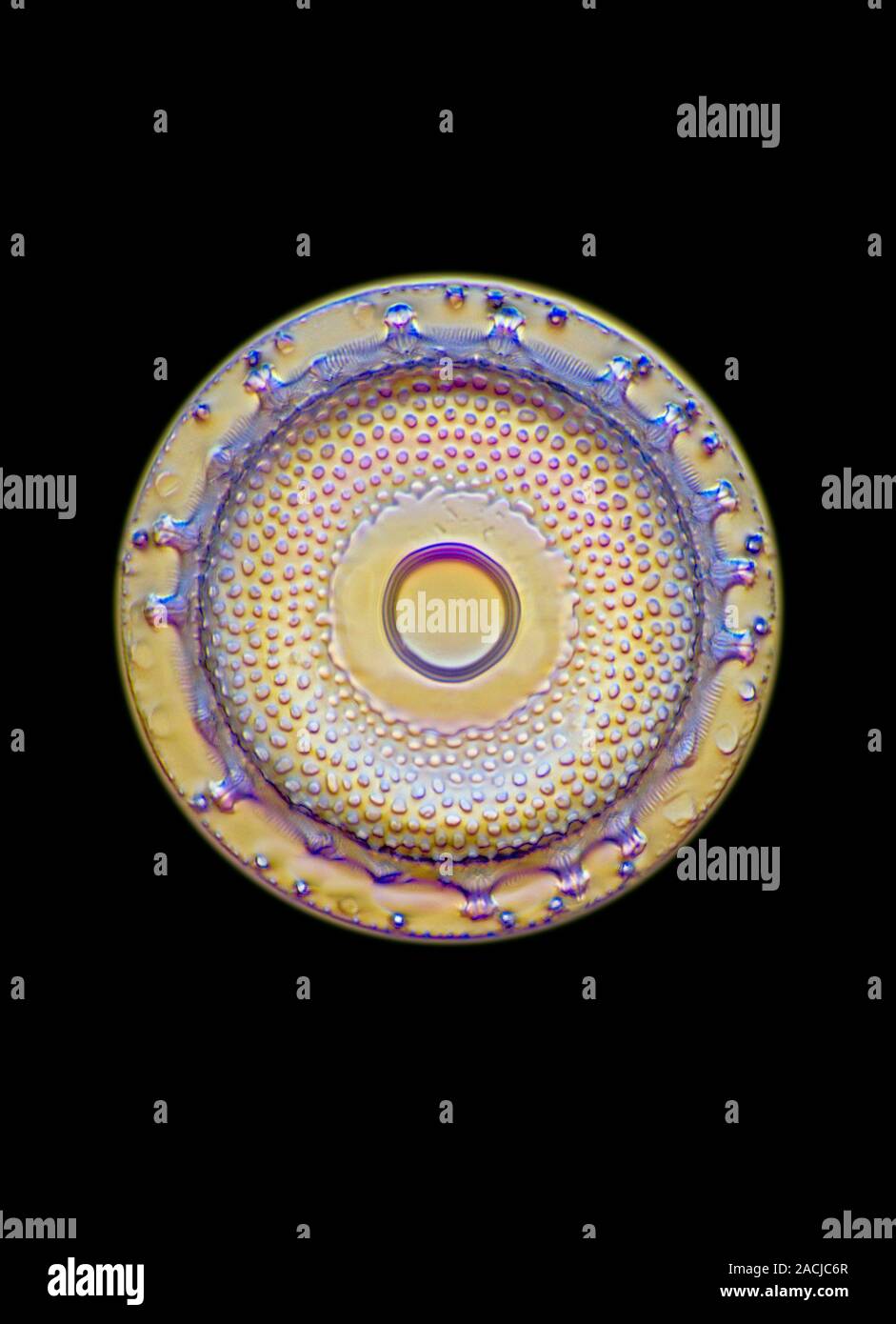 Fossil diatom, light micrograph. Diatoms are a group of photosynthetic ...