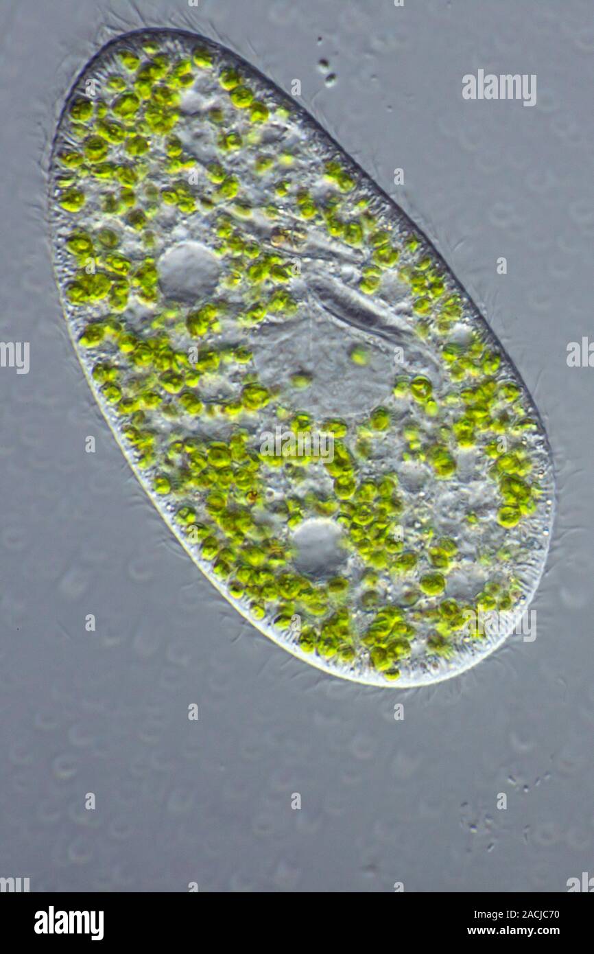 Paramecium bursaria protozoan, differential interference contrast ...