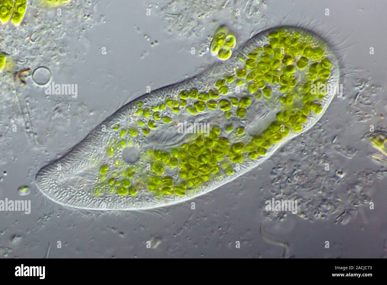 Paramecium bursaria protozoan, differential interference contrast ...