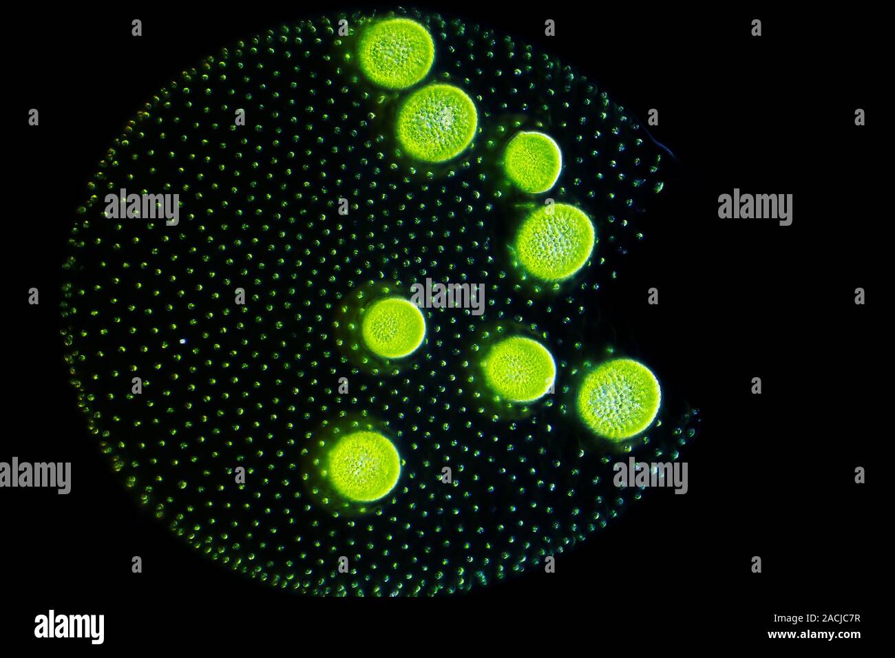 Volvox colony. Light micrograph of a colony of the freshwater alga ...