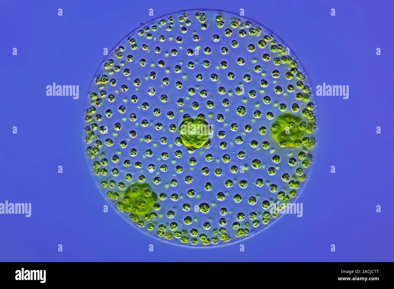 Volvox colony. Differential interference contrast micrograph of a ...