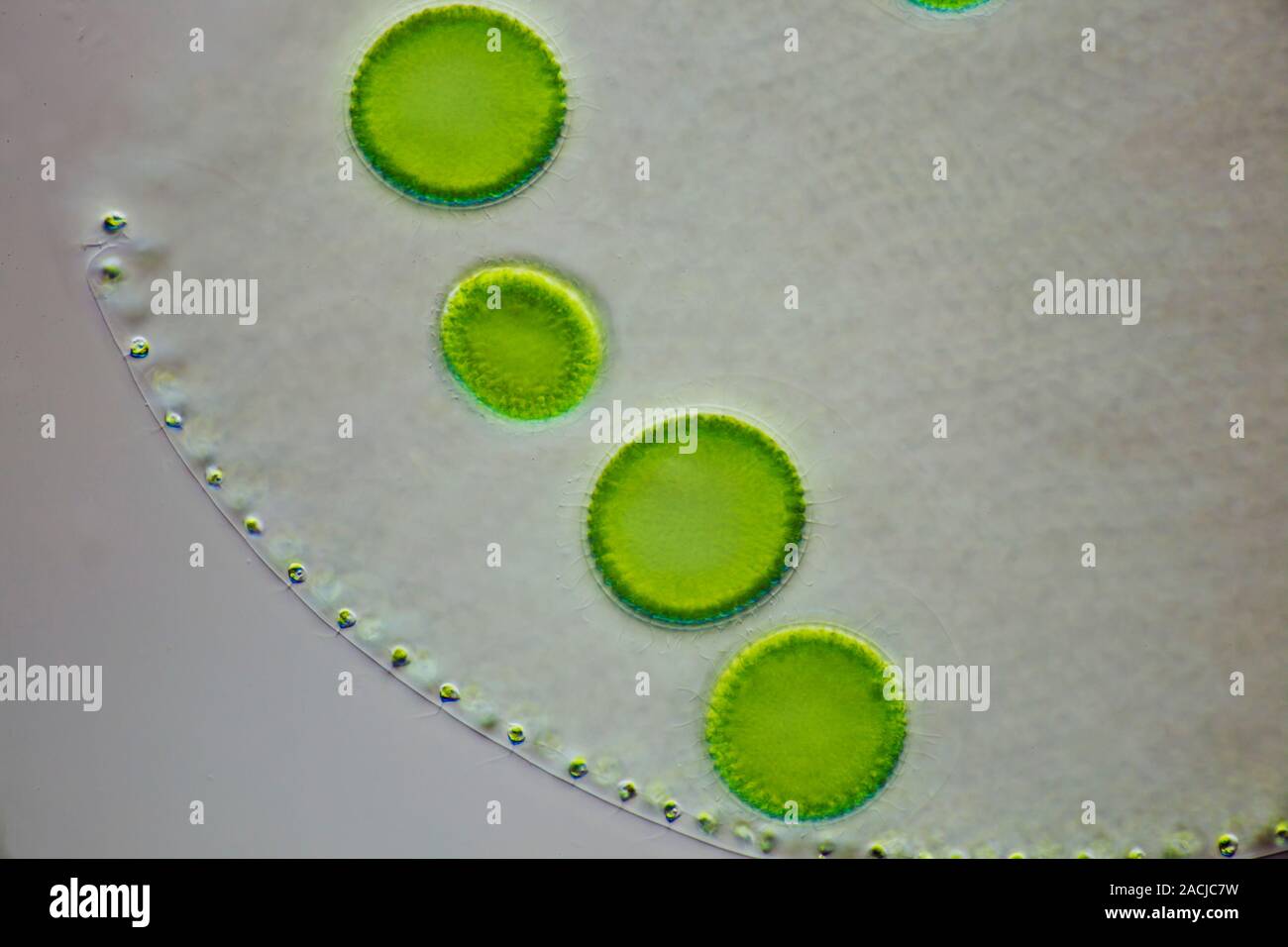 Volvox colony. Light micrograph of a colony of the freshwater alga ...