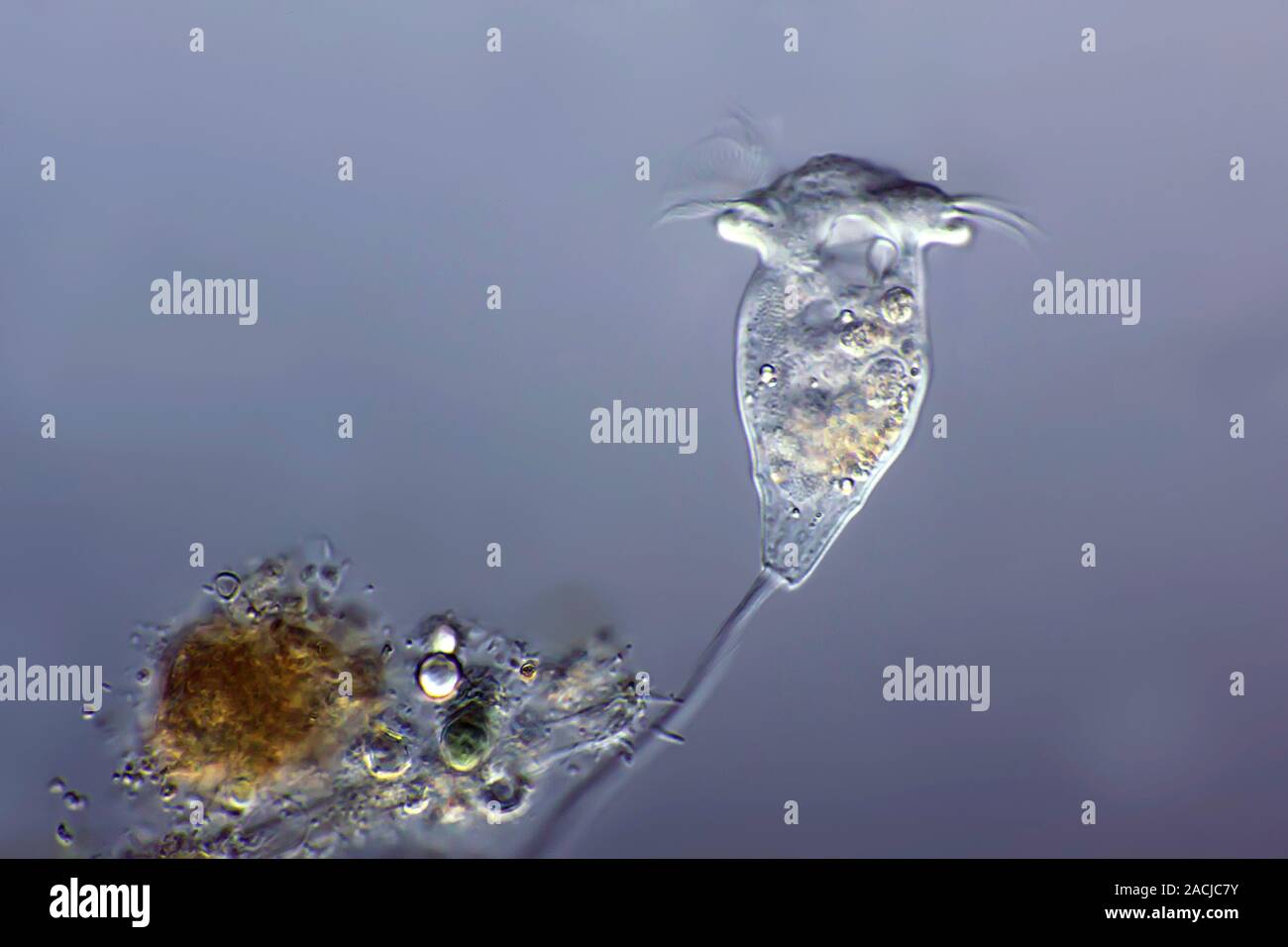 Vorticella protozoa. Differential interference contrast micrograph of a ... Vorticella protozoa. Differential interference contrast micrograph of a ...