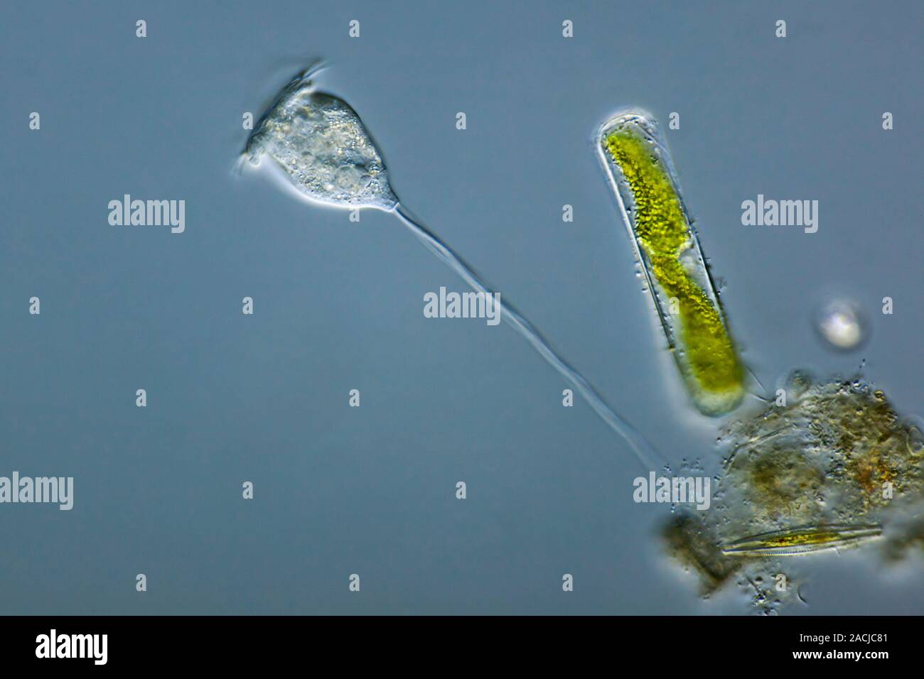 Vorticella protozoa. Differential interference contrast micrograph of a ...
