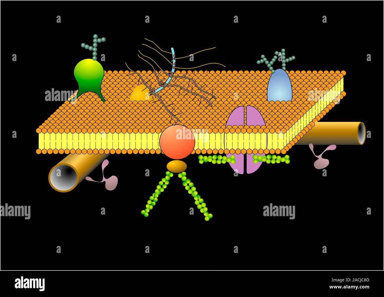 Cytoskeleton and membrane. Artwork showing the various structures ...