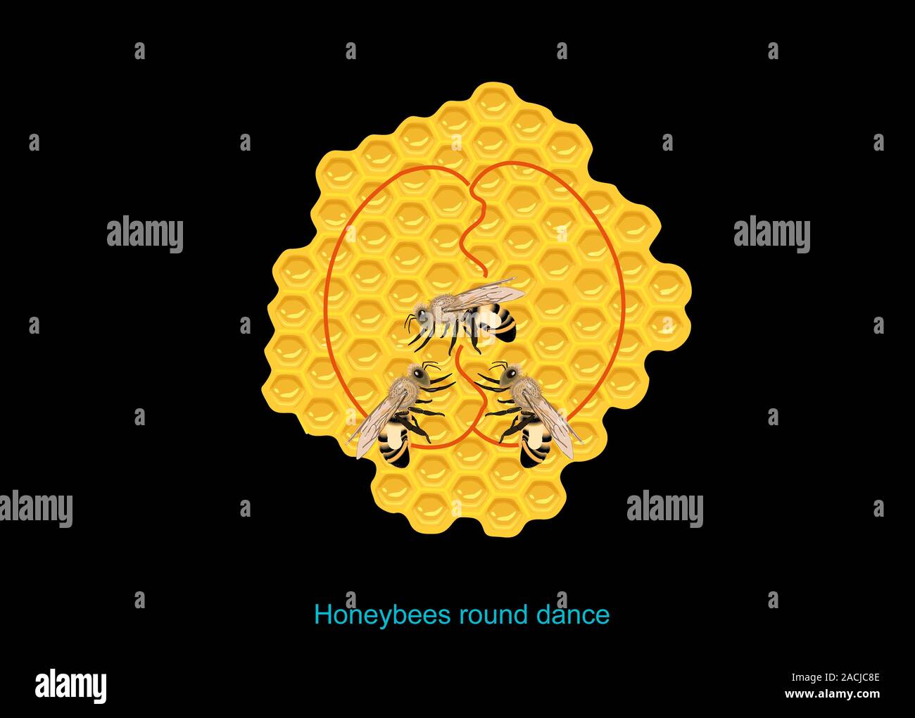 Honeybee dance. Diagram showing a honeybee using its waggle dance to ...