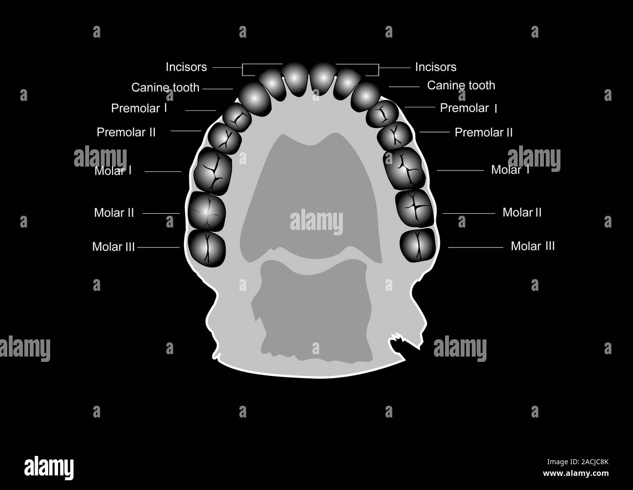 Human tooth anatomy. Diagram showing the anatomical layout of human ...