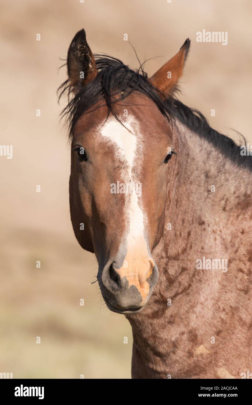 Wild horse stallion hi-res stock photography and images - Alamy