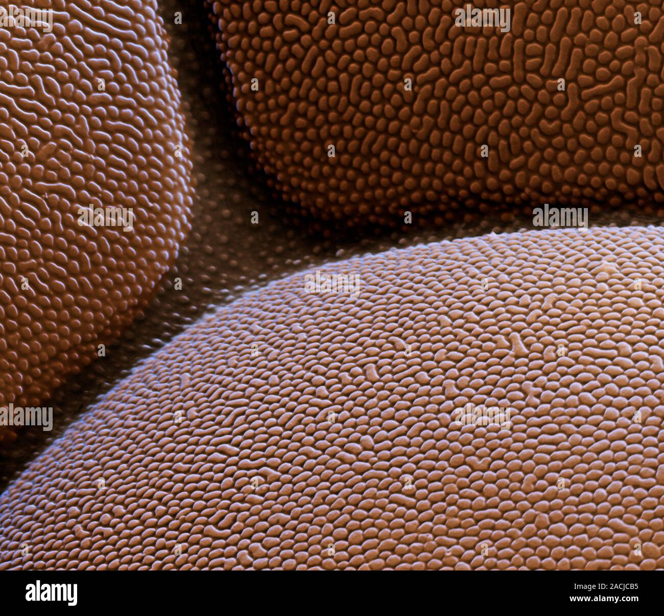 Housefly eye. Coloured scanning electron micrograph (SEM) of the eye of ...