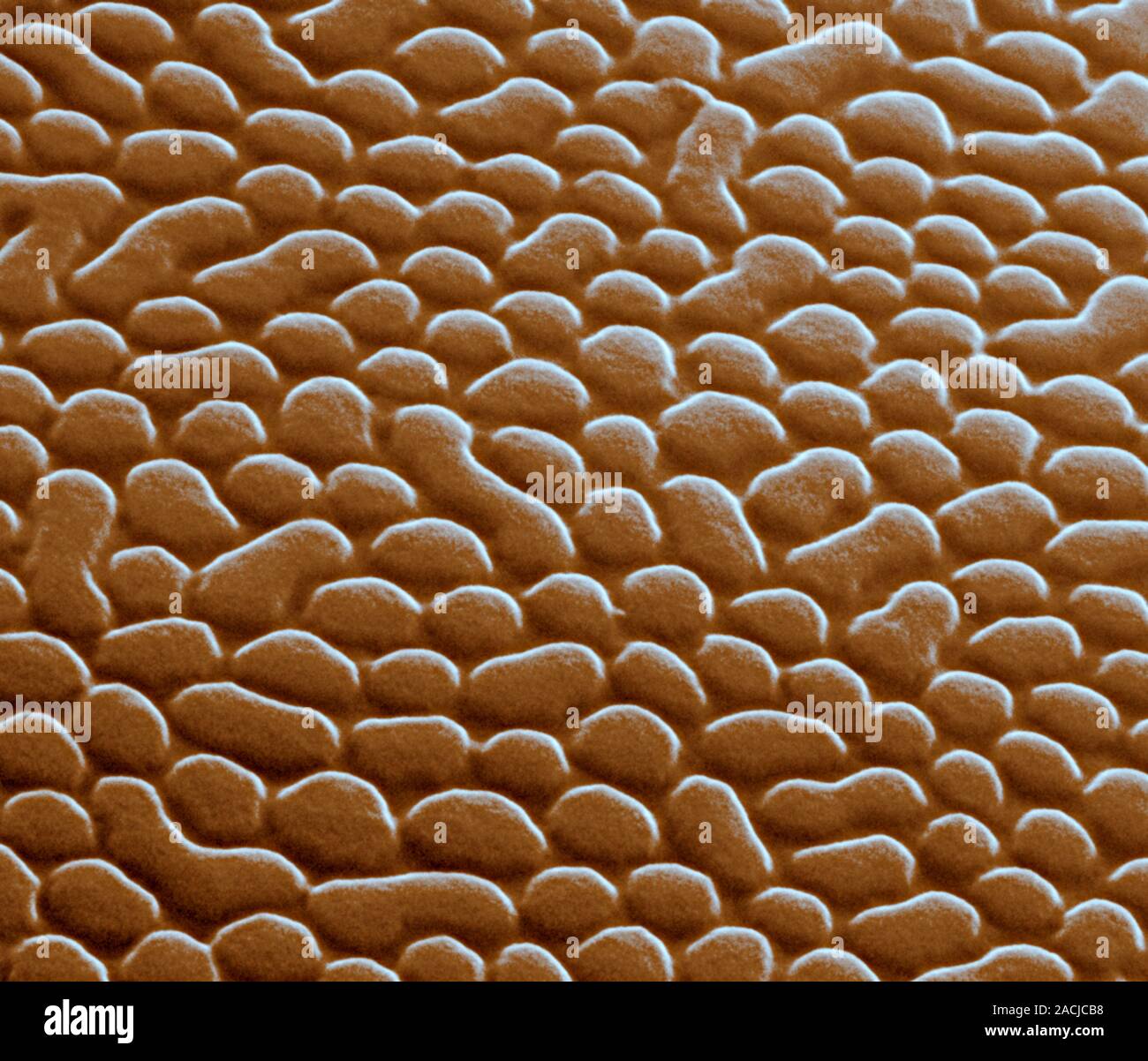 Housefly eye. Coloured scanning electron micrograph (SEM) of the ...