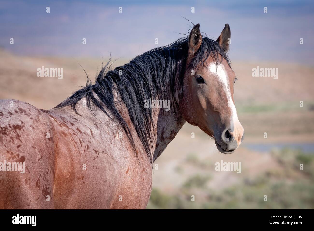 Young wild horse stallion Stock Photo - Alamy