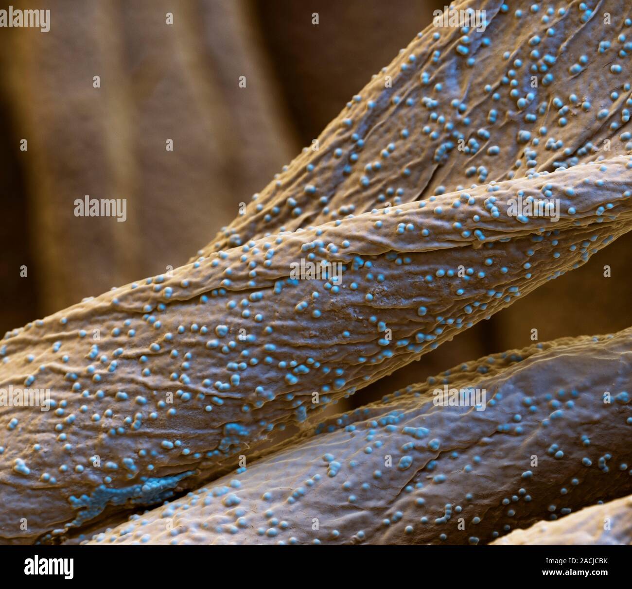 Stain and waterproof cotton. Coloured scanning electron micrograph (SEM ...