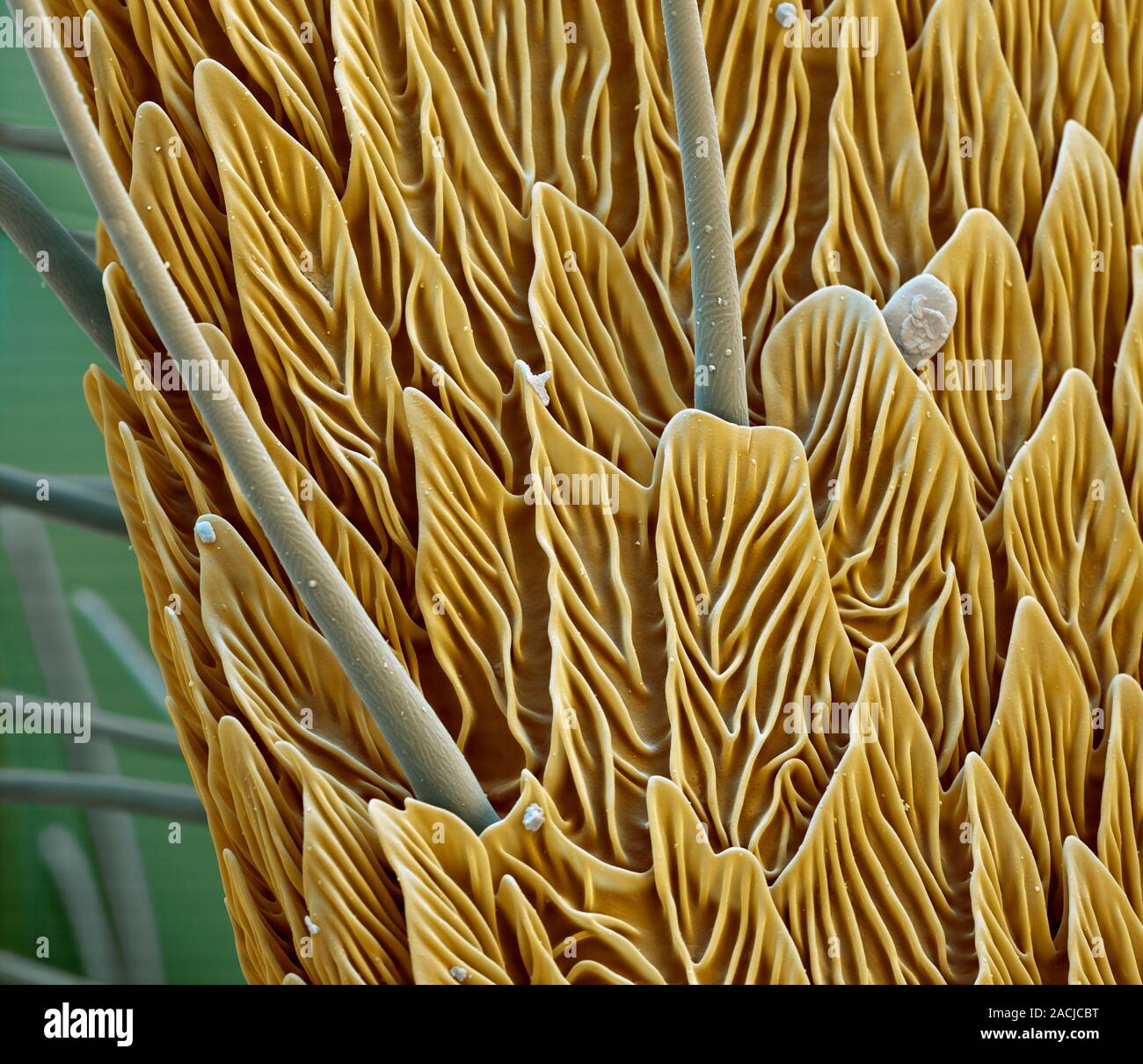 Silk moth antennae. Coloured scanning electron micrograph (SEM) of part ...