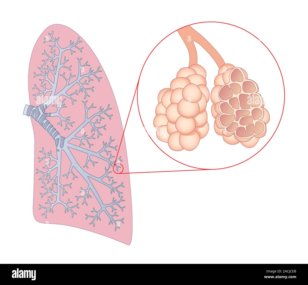 Artwork of the airways of the lung (at left) showing a large bronchus ...