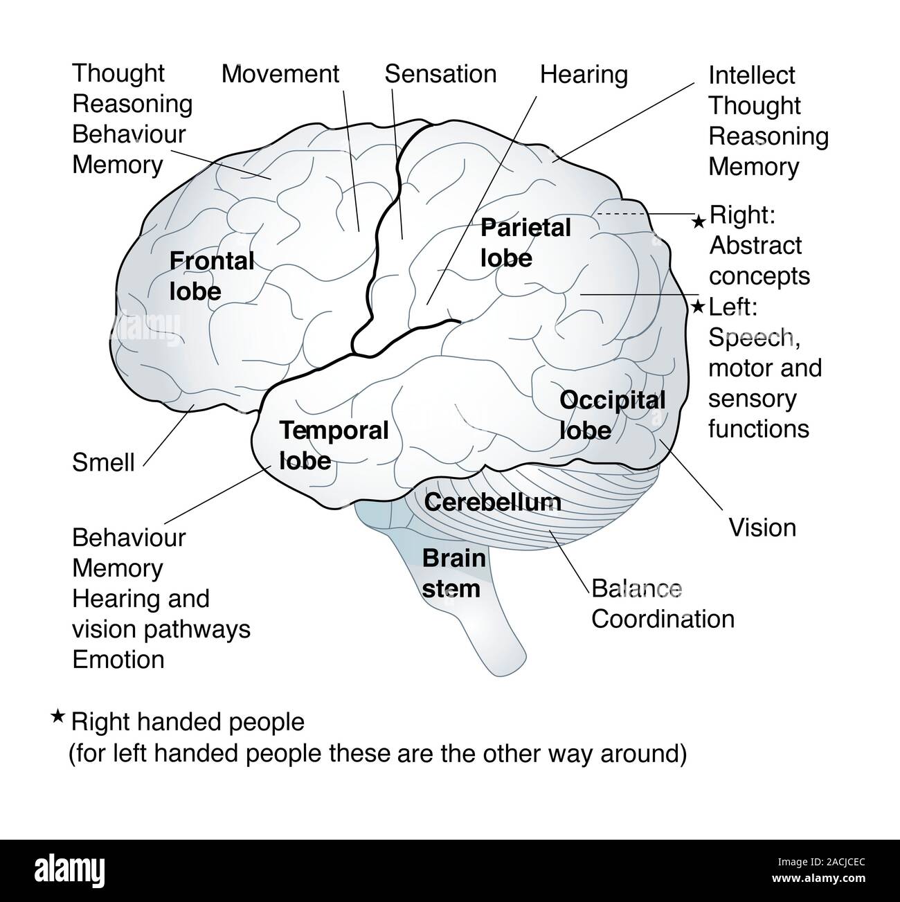 Artwork showing the functional areas of the brain, including the ...