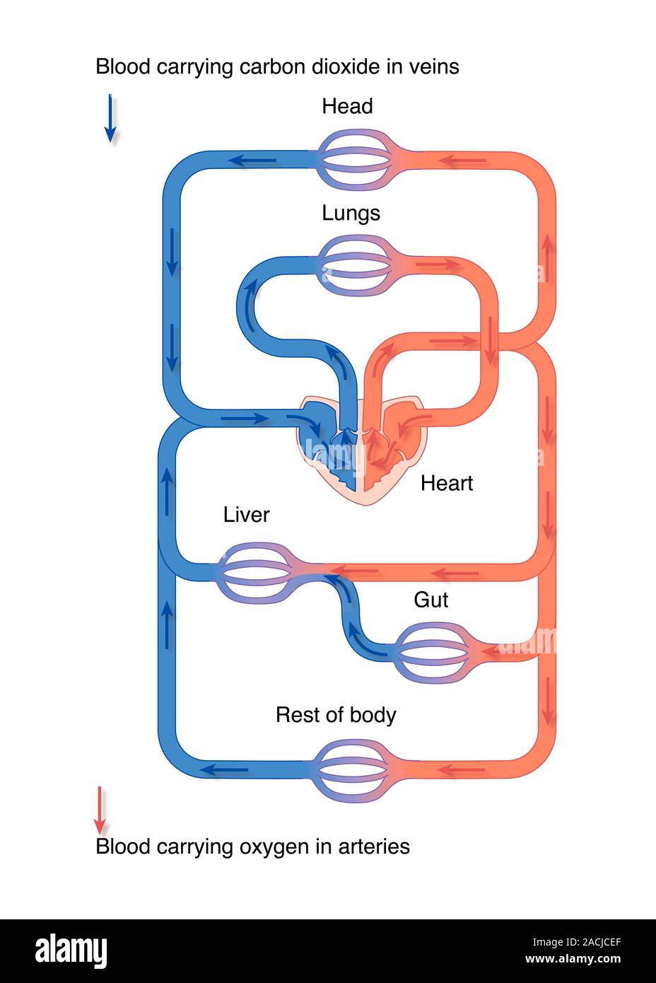 Artwork showing the flow of blood circulating through the main regions ...