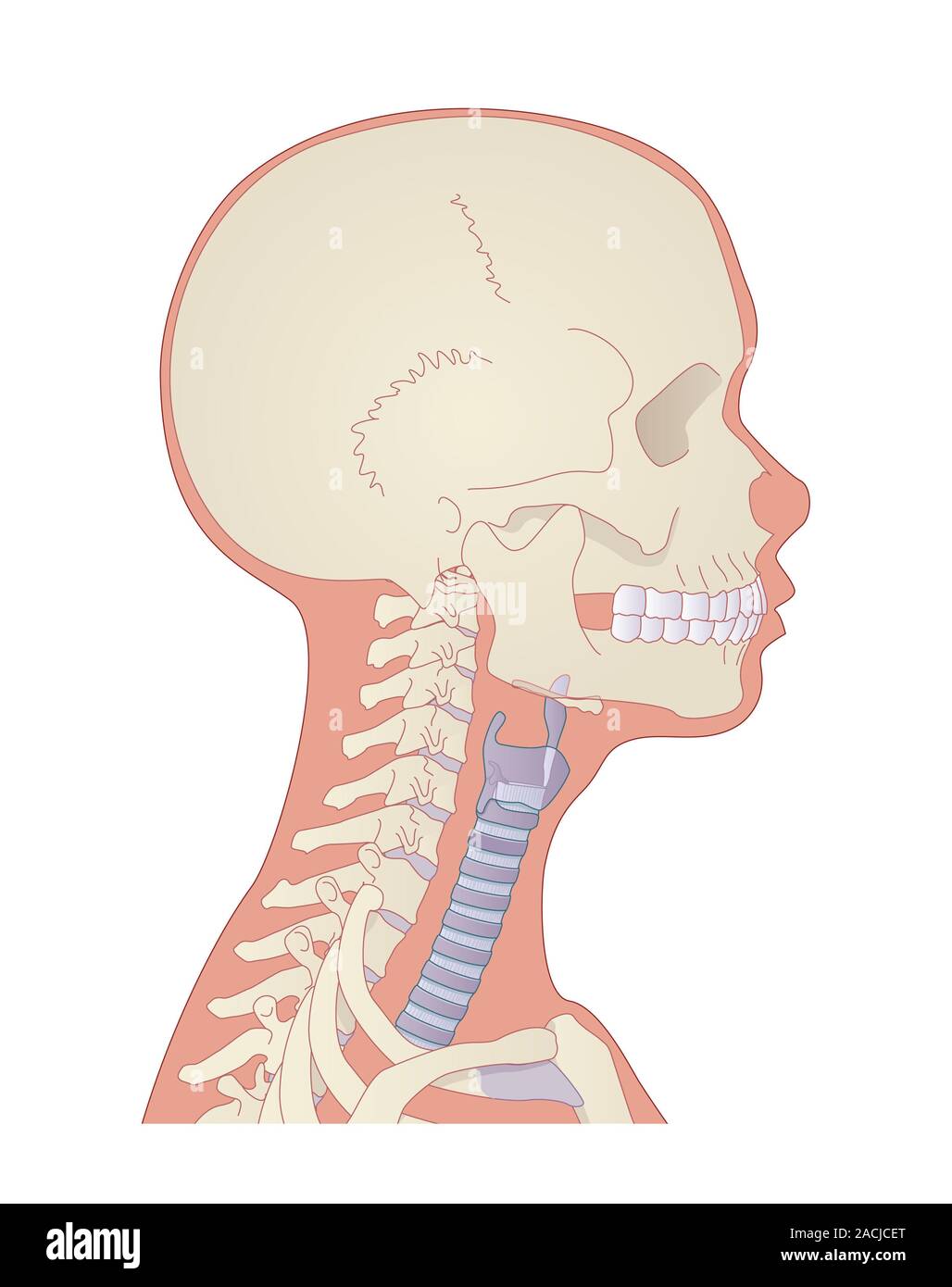 Artwork of the skeleton of the head and neck showing the skull (at top ...