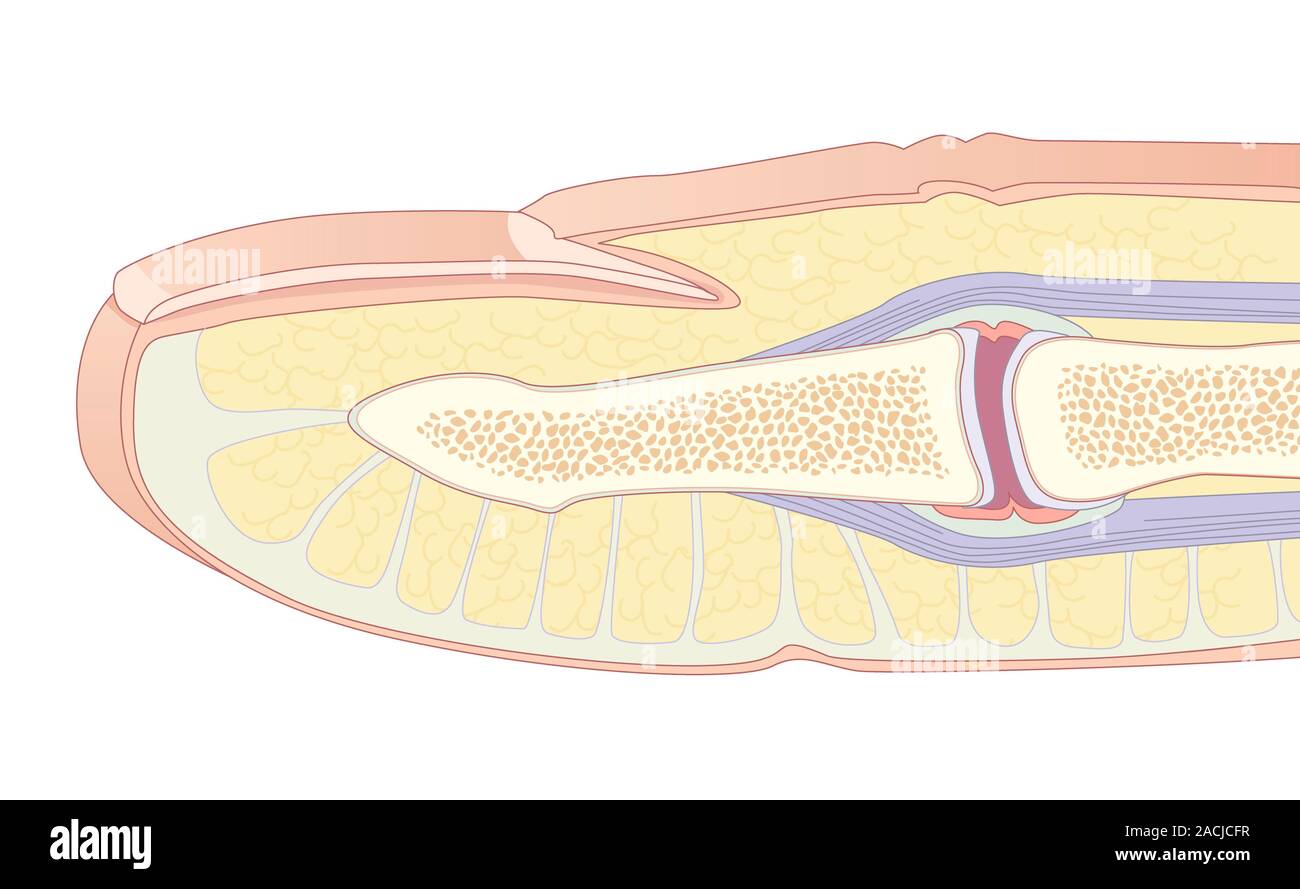 Artwork of the anatomy (side view) of the fingertip showing the ...