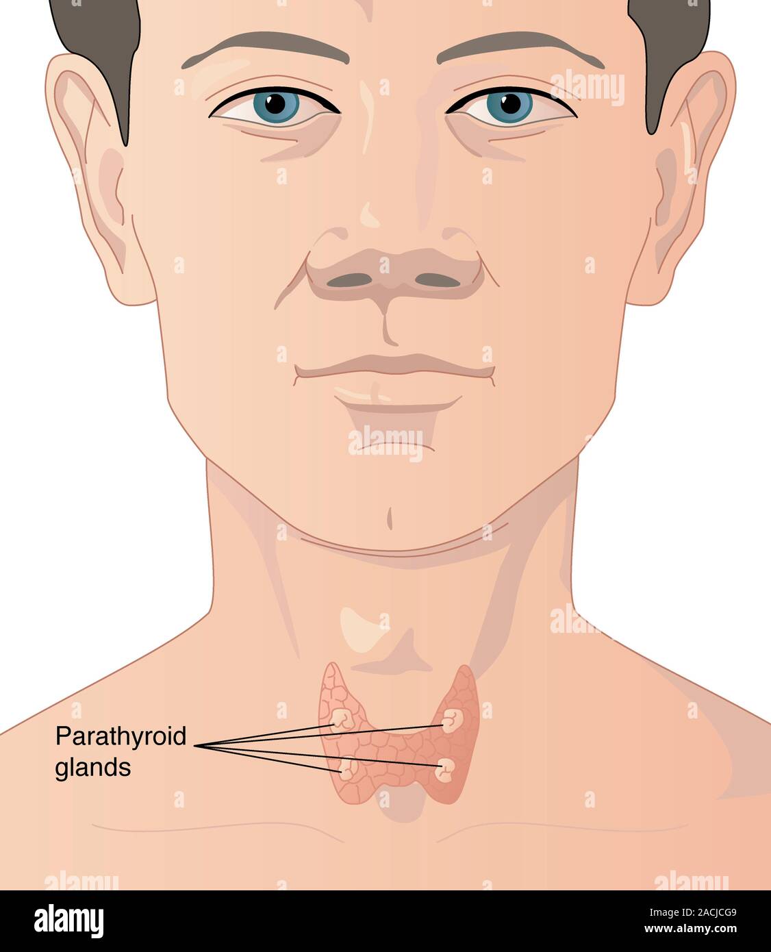 Artwork of the four small parathyroid glands lying on the thyroid ...