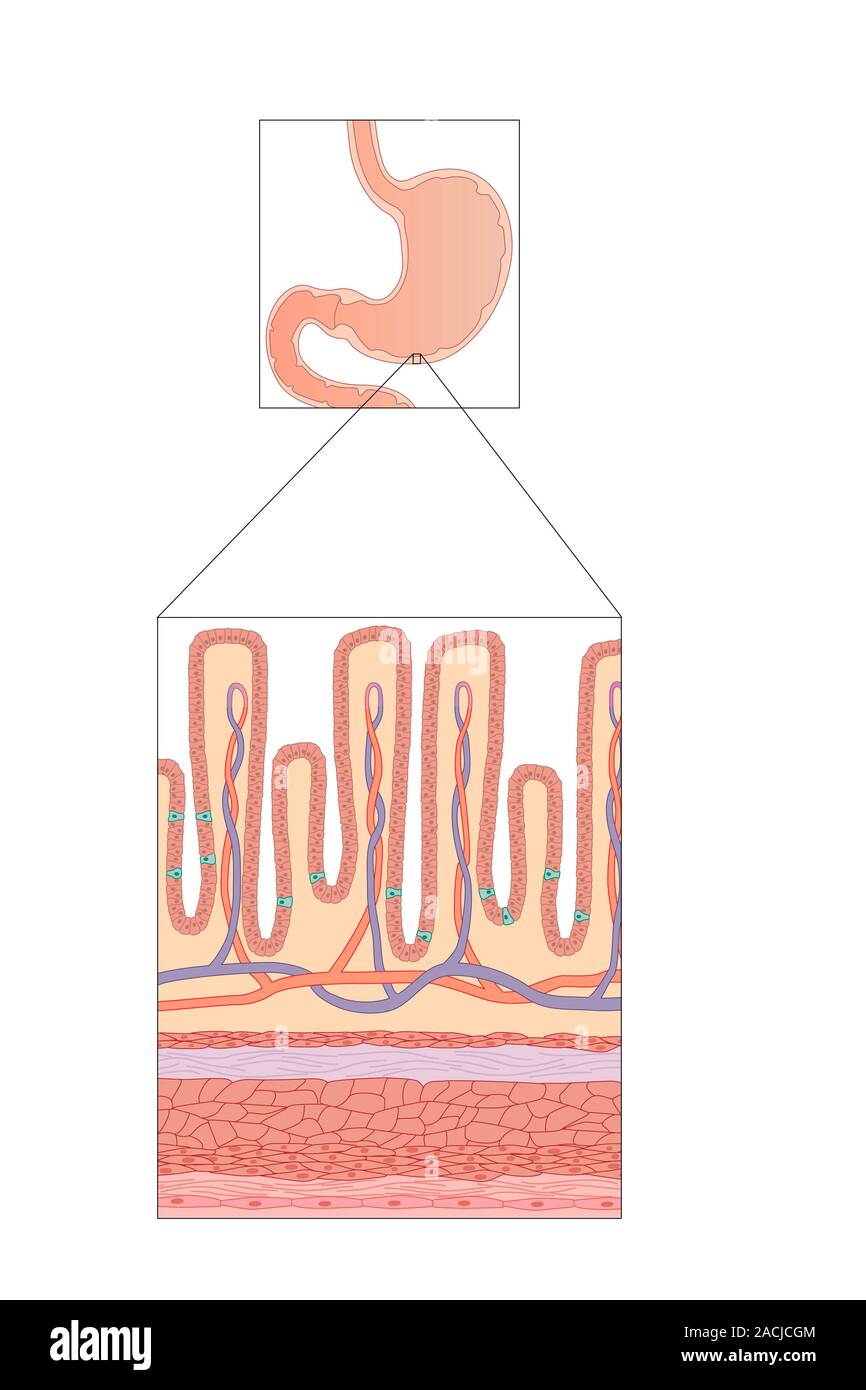 Artwork of the anatomy of the stomach wall showing a magnified view (at ...