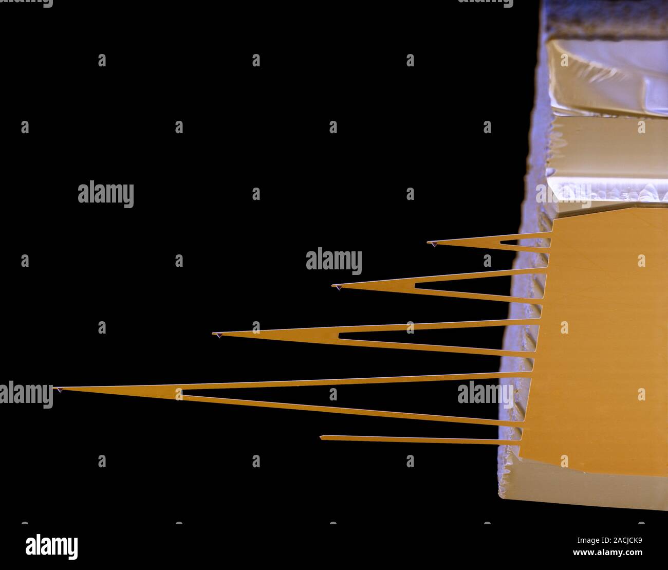 Atomic force microscopy. Coloured scanning electron micrograph (SEM) of ...