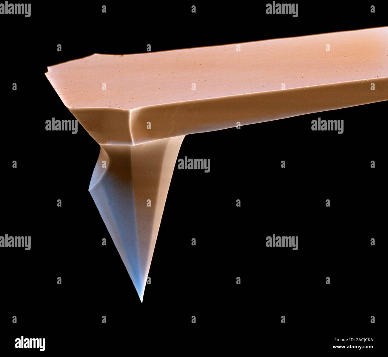 Atomic Force Microscopy Coloured Scanning Electron Micrograph Sem Of A Cantilever And Tip