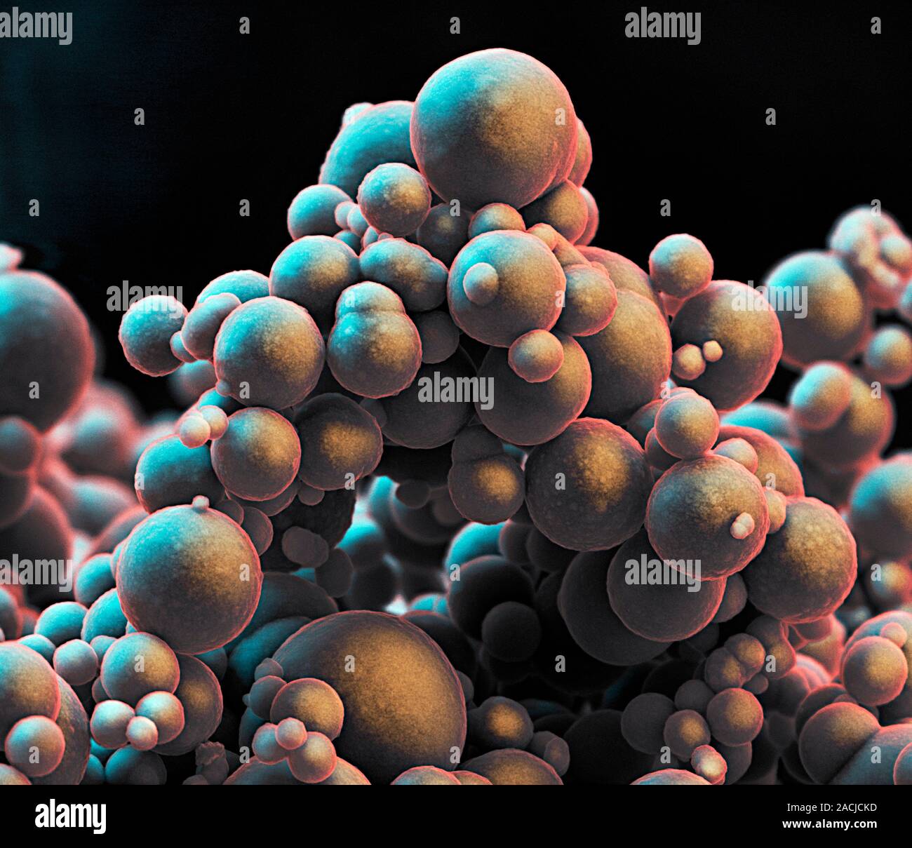 Carbonyl iron powder (CIP), coloured scanning electron micrograph (SEM ...