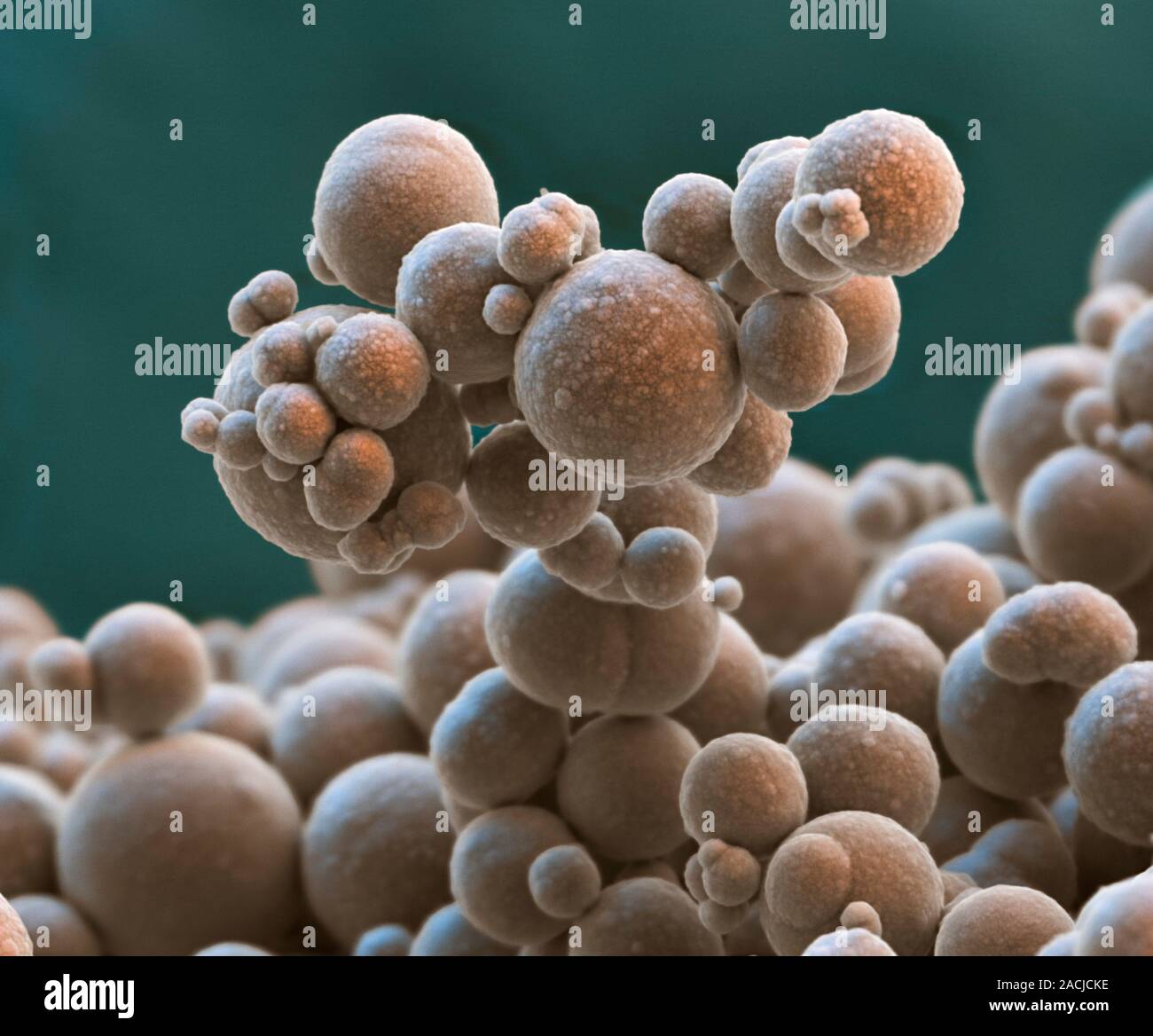 Carbonyl iron powder (CIP), coloured scanning electron micrograph (SEM ...