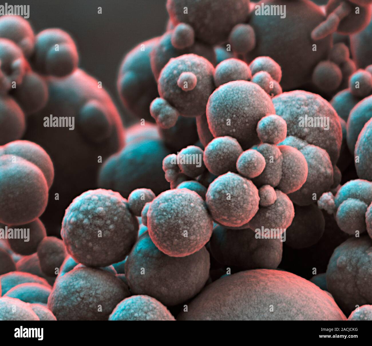 Carbonyl iron powder (CIP), coloured scanning electron micrograph (SEM ...
