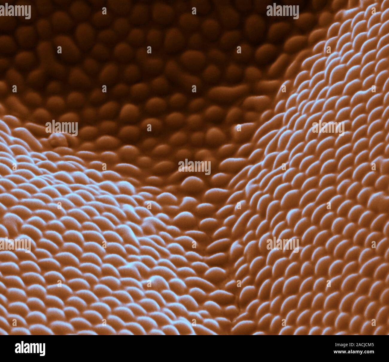 Luna moth eye. Coloured scanning electron micrograph (SEM) of the ...
