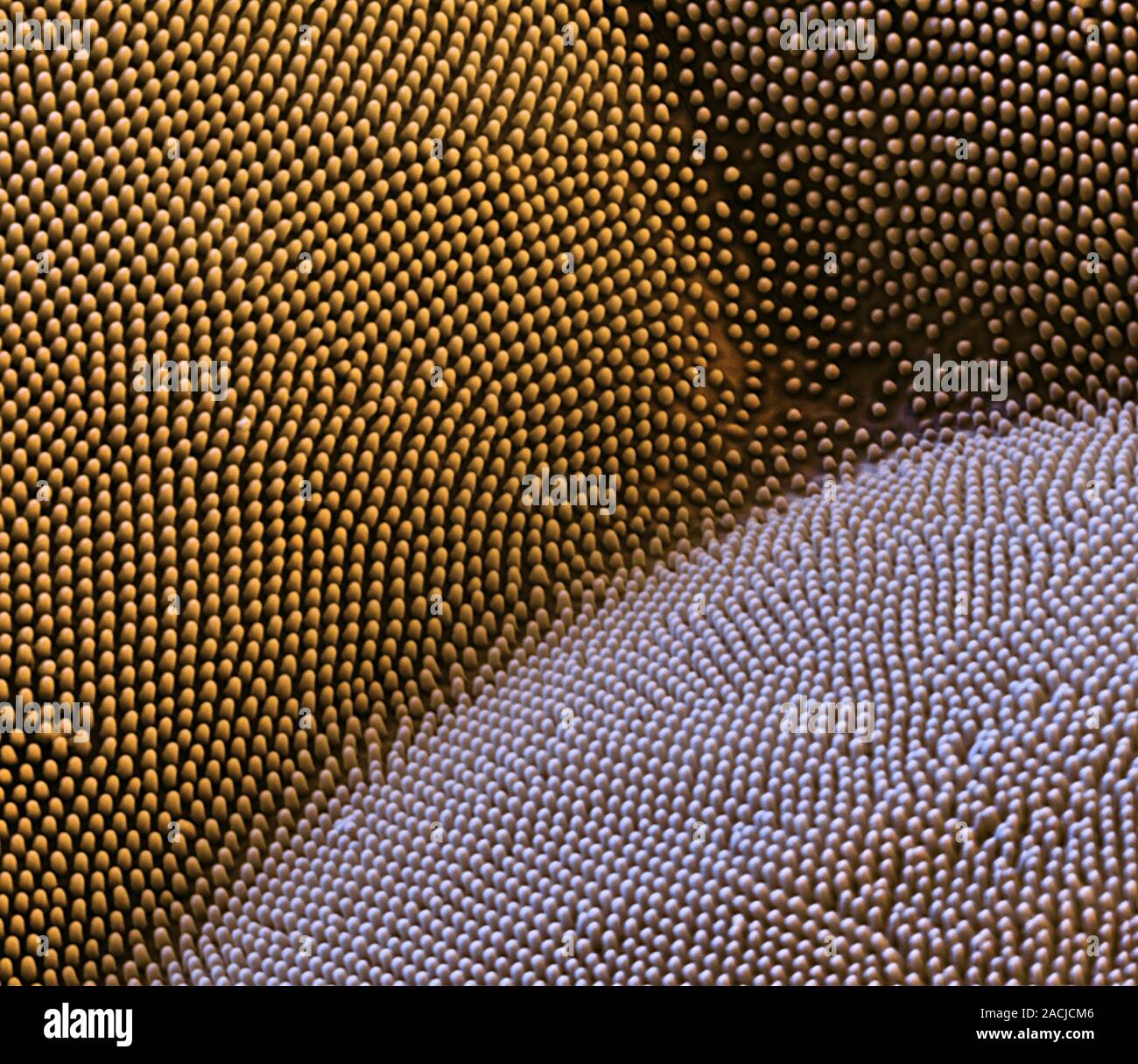 Atlas moth eye. Coloured scanning electron micrograph (SEM) of the ...