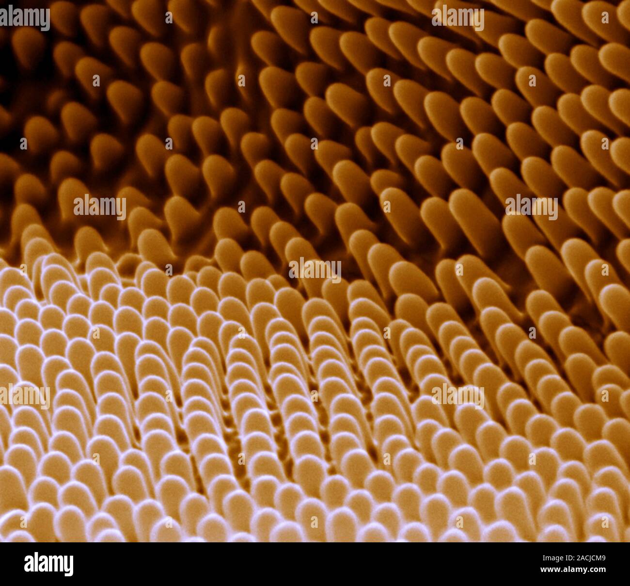 Atlas moth eye. Coloured scanning electron micrograph (SEM) of the ...