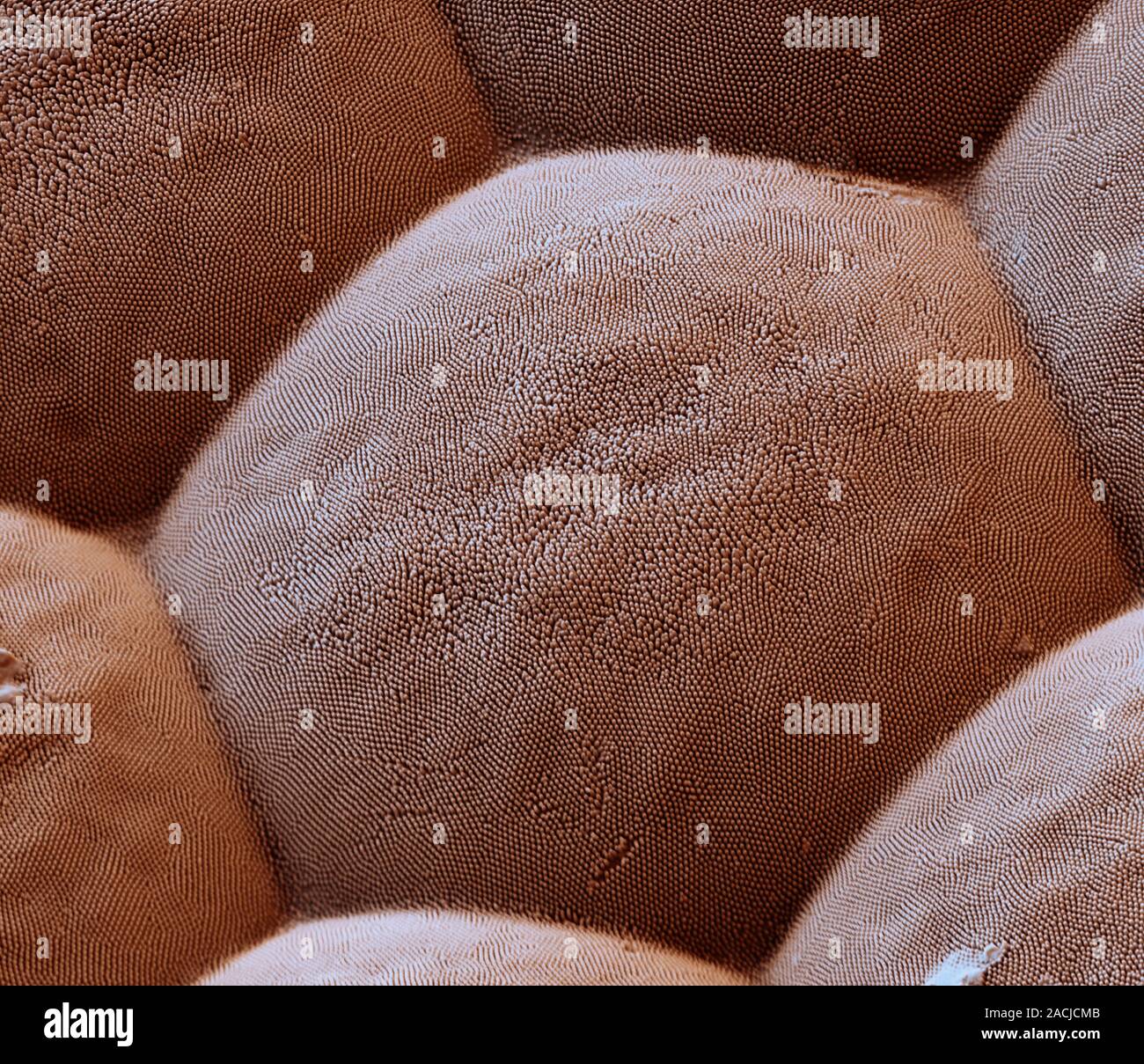 Atlas moth eye. Coloured scanning electron micrograph (SEM) of the ...