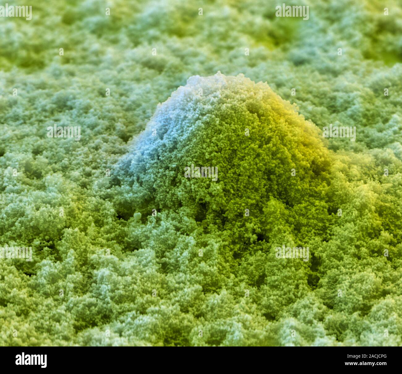 Self-cleaning paint. Coloured scanning electron micrograph (SEM) of a ...
