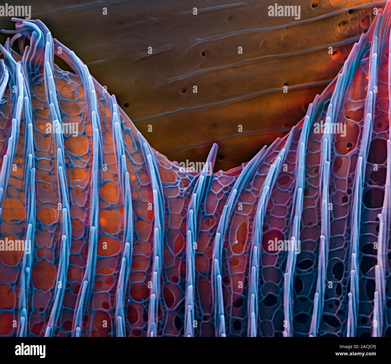 Butterfly wing scale. Coloured scanning electron micrograph (SEM) of a ...