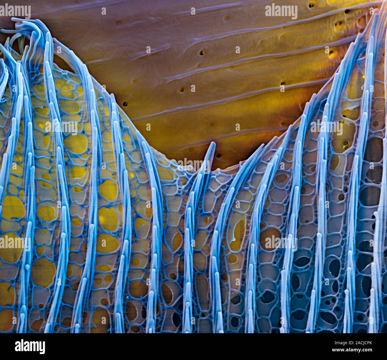 Butterfly wing scale. Coloured scanning electron micrograph (SEM) of a ...