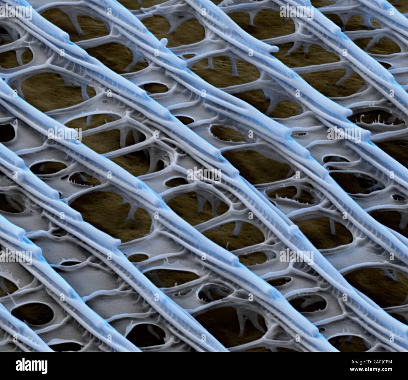Butterfly wing scale. Coloured scanning electron micrograph (SEM) of a ...